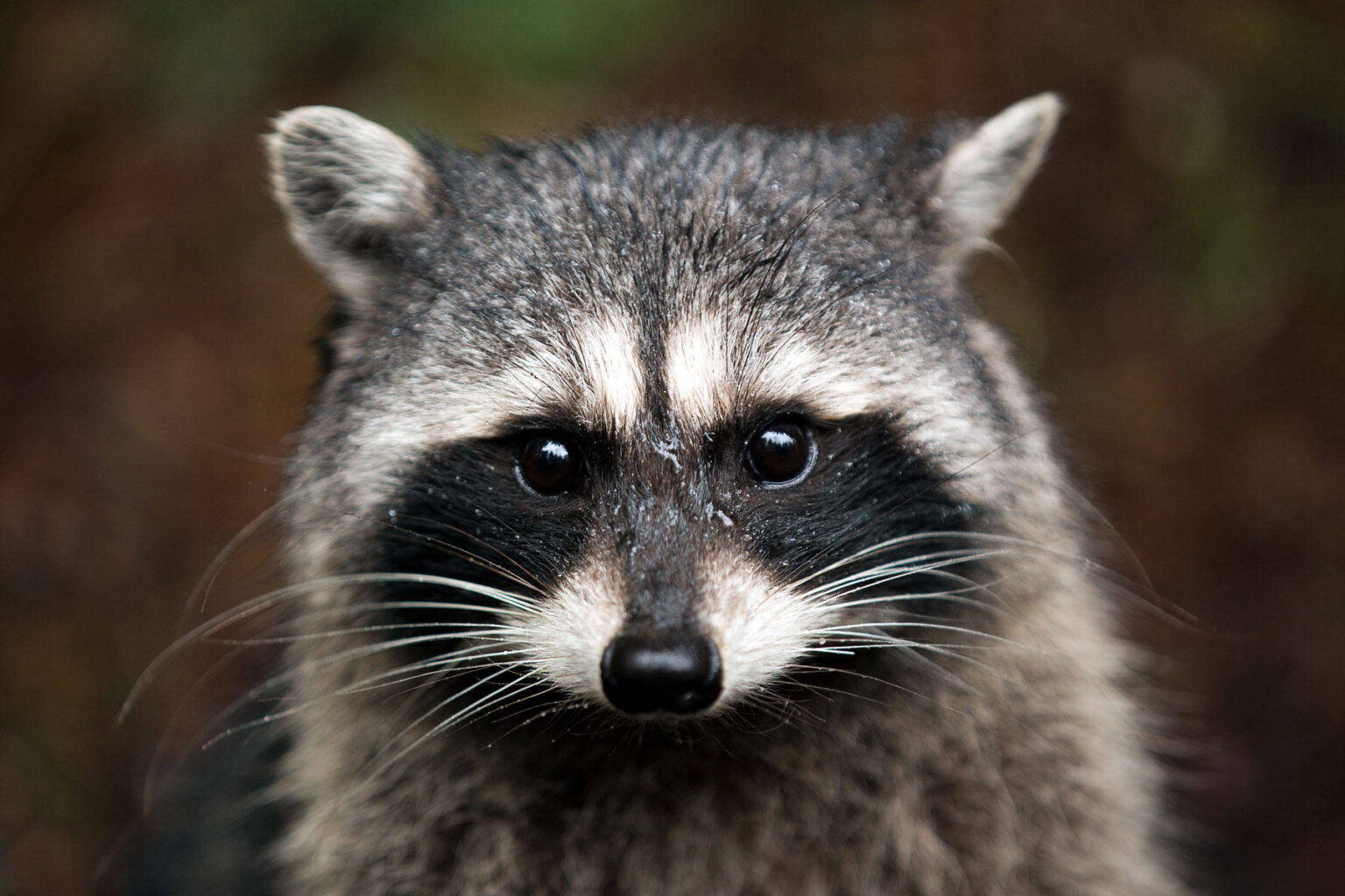 How To Keep Raccoons Out - Green Building Insider